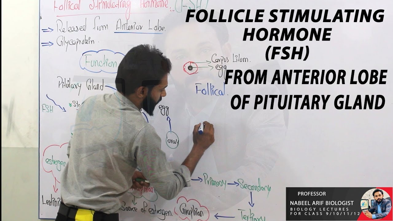 Follicle stimulating Hormone FSH | Anterior Lobe of pituitary Gland ...