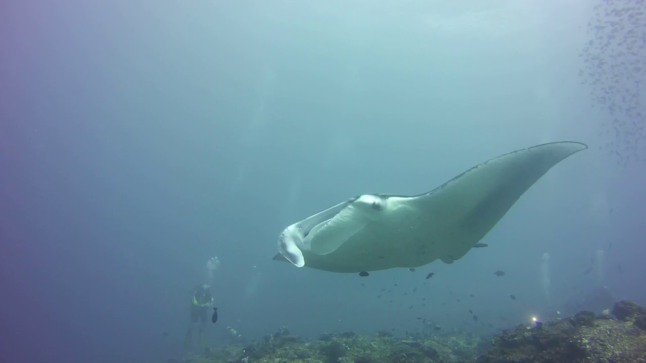 Manta Ray Cleaning Stations - YouTube