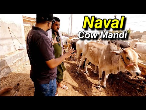 Naval Cow Mandi Session 2022 Episode 02 || Yousaf Goth Mash Goth ...