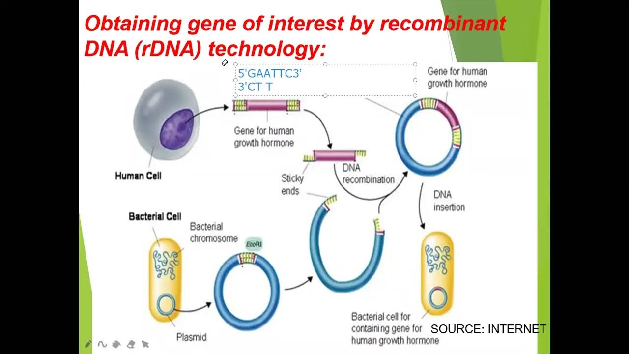 GENETIC ENGINEERING/ RECOMBINANT DNA TECHNOLOGY - YouTube