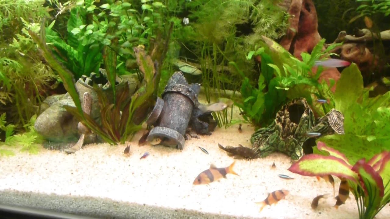 13-April-2012 - 600L Aquarium - YouTube