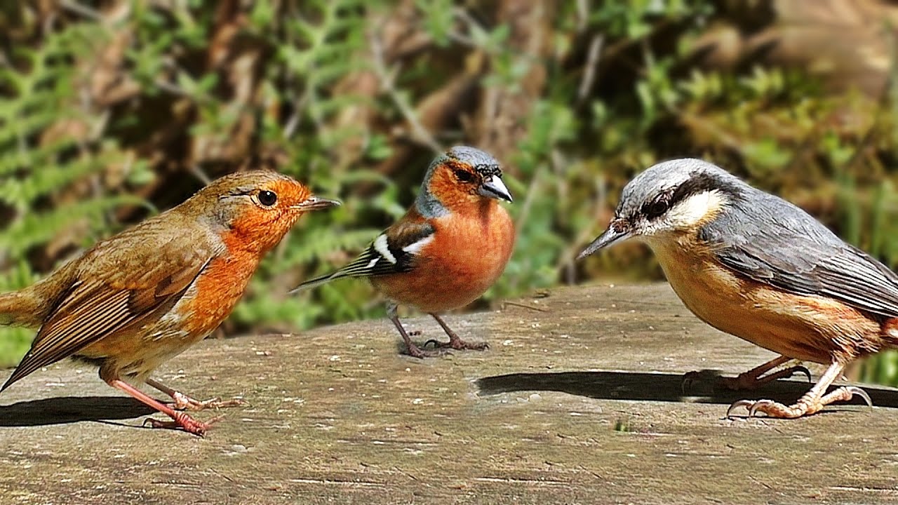 Music for Cats : Sounds of Nature ONE HOUR - YouTube