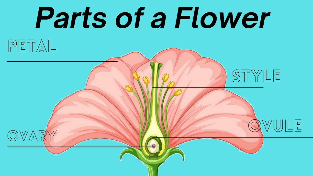 Parts of a Flower | Learn with Dana school | Kids Educational Videos ...