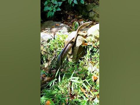Mind-blowing Footage of Playful Snakes Showing Off Their Moves!😮😍 # ...