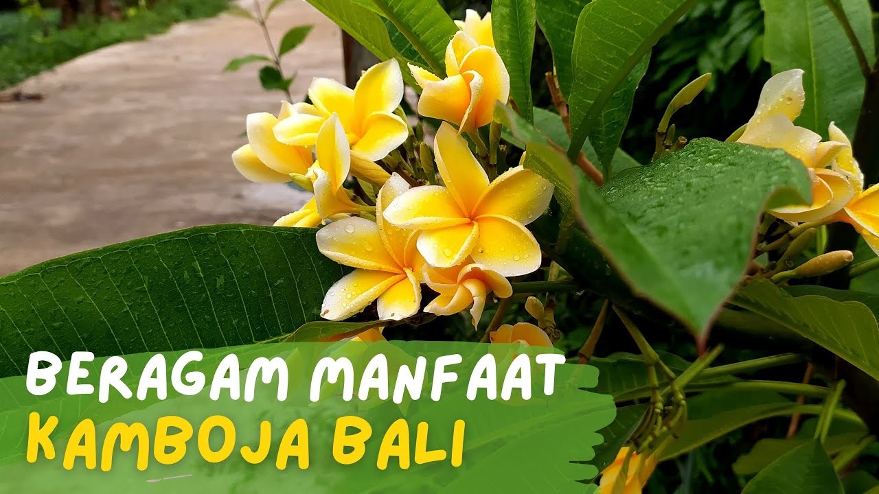 Manfaat Bunga Kamboja Bali - YouTube