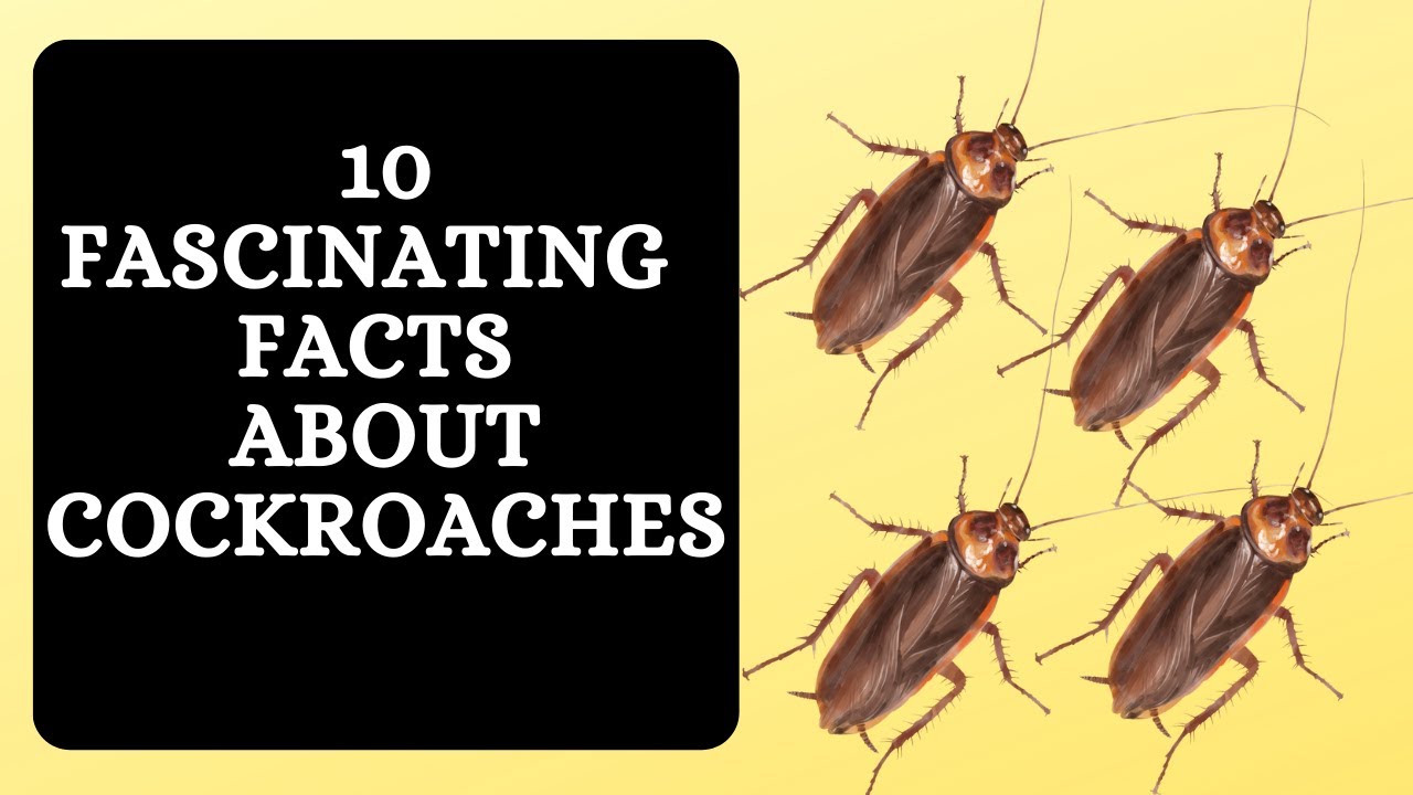 10 Fascinating Facts About Cockroaches - YouTube