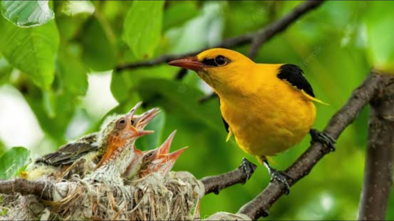 Old World orioles | Mother bird feeding their hungry babies|| Baby ...