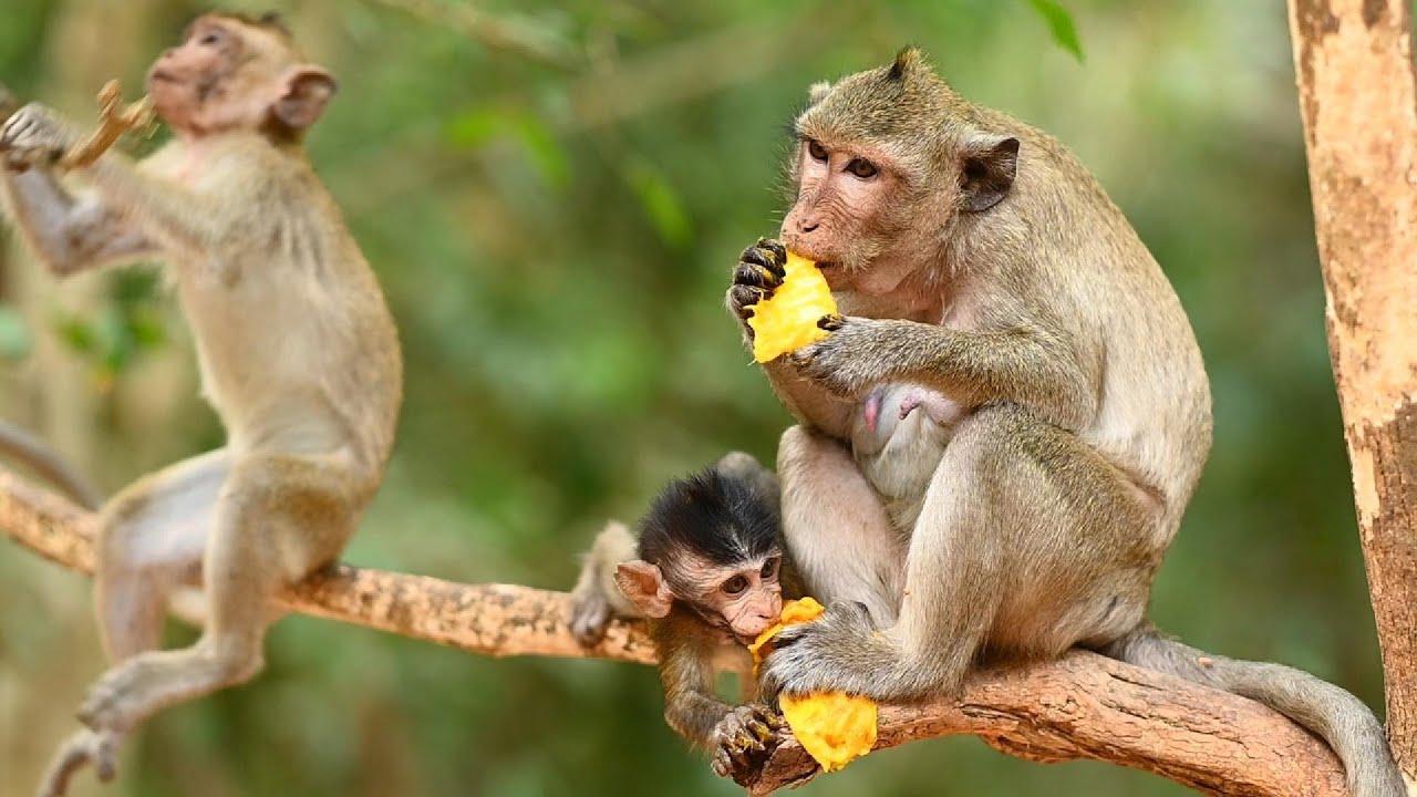 Funny happy monkey's are playing 273 #Monkeys - YouTube
