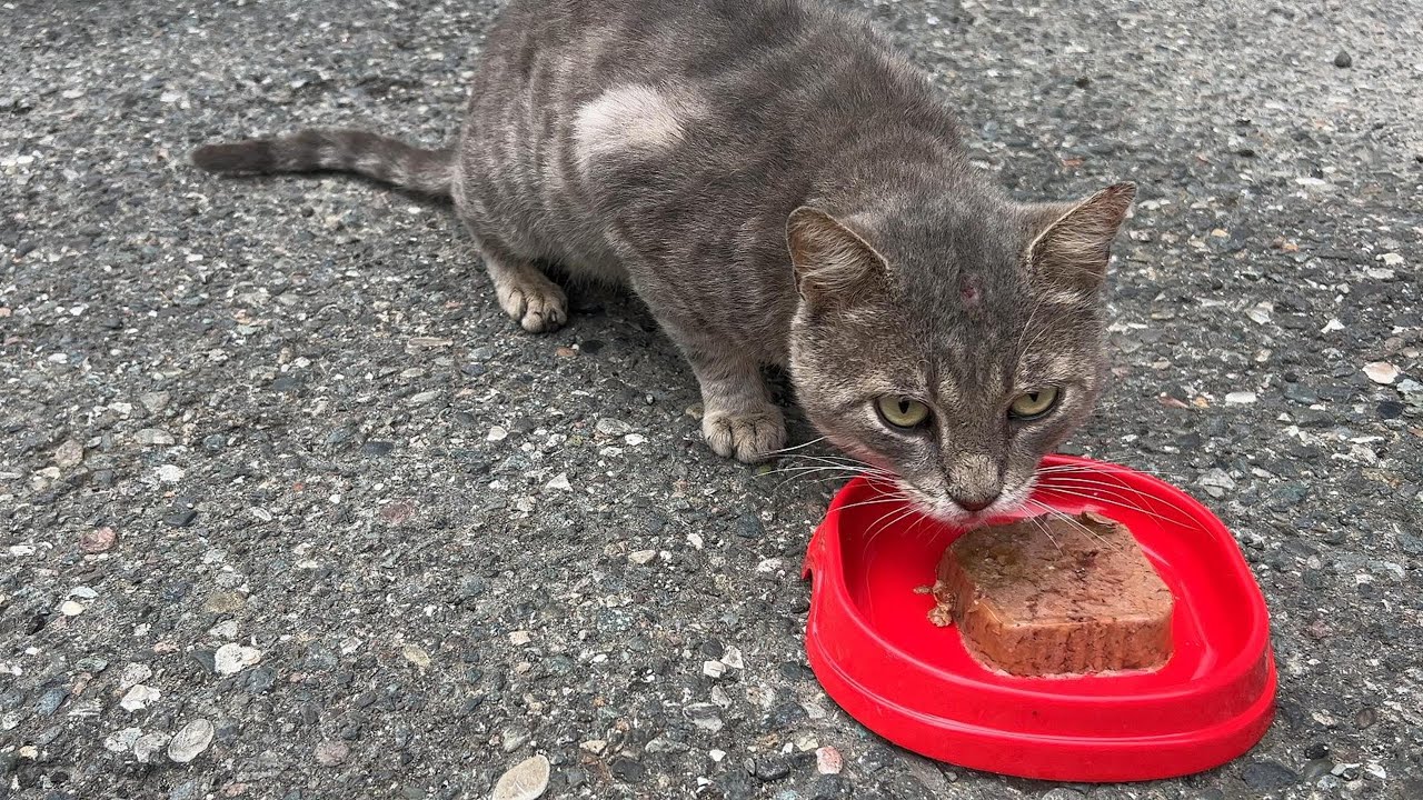 A big modest cat eats carefully - YouTube