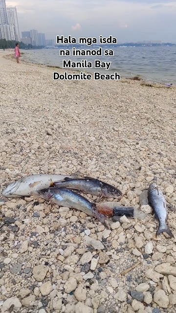 hala mga isda na inanod sa manila bay dolomite beach - YouTube