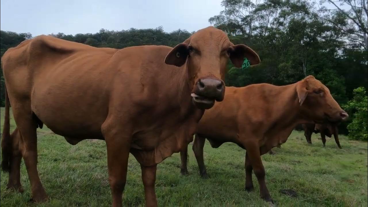67 Droughtmaster Heifer Calfs From 2021 Are Doing Well Back In The Herd 29 08 2022 Youtube