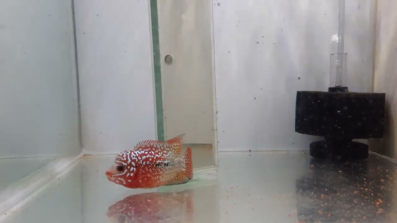 super vip ॐ symbol king kamfa fry - YouTube