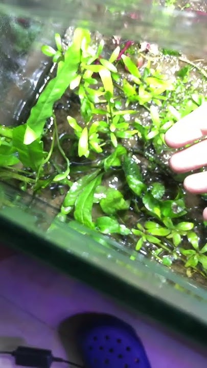 Java Fern Propagation in bd #shorts - YouTube