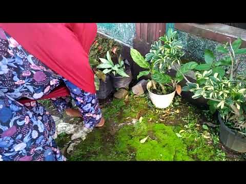 cabut Rumput 💑 - YouTube
