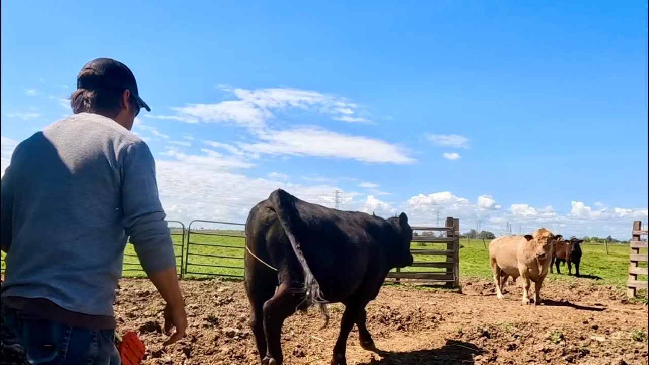 Huge Cow Shuffle and Finishing Up the Working Corral! - YouTube
