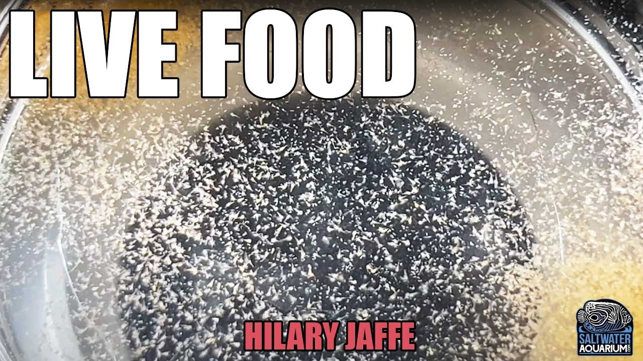 LIVE FOOD - What To Feed Your Aquarium - Hilary Jaffe - YouTube