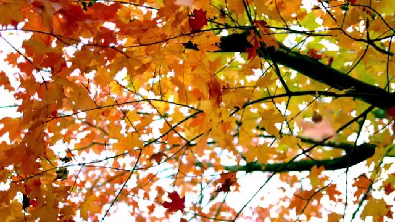 Lo Fatal Ruben Dario - YouTube