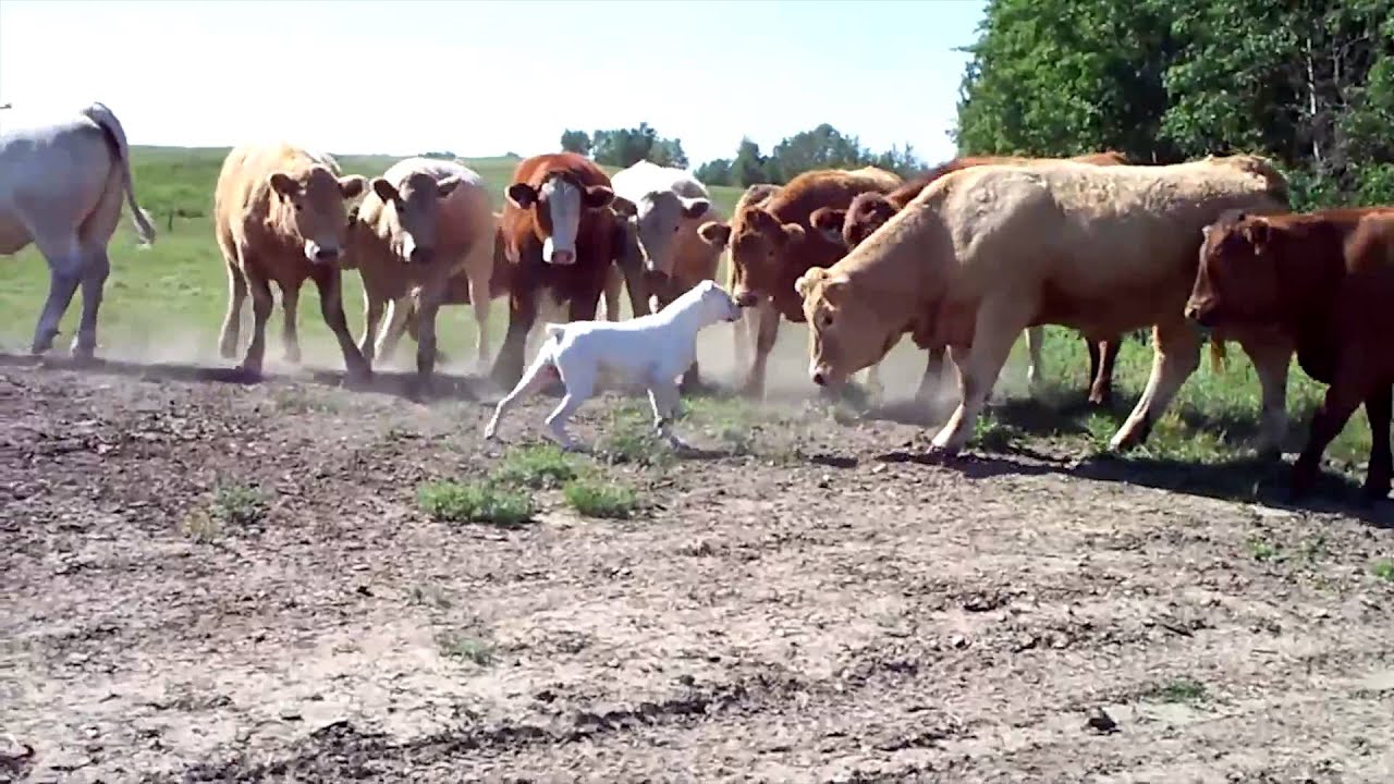 Boxer vs Herd of Cows! - YouTube