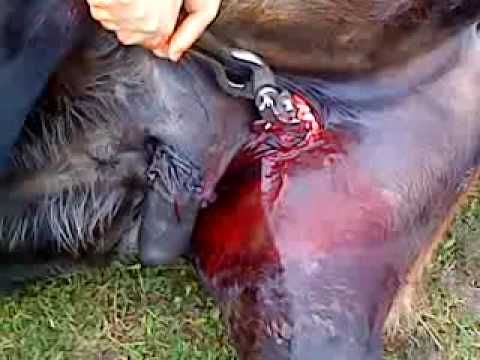 Horse Castration