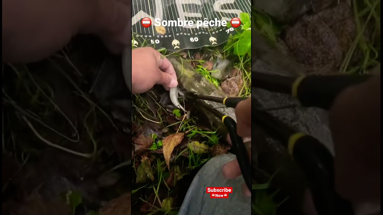 Unhook Pike 🎣 #fishing #fish #release #shorts - YouTube