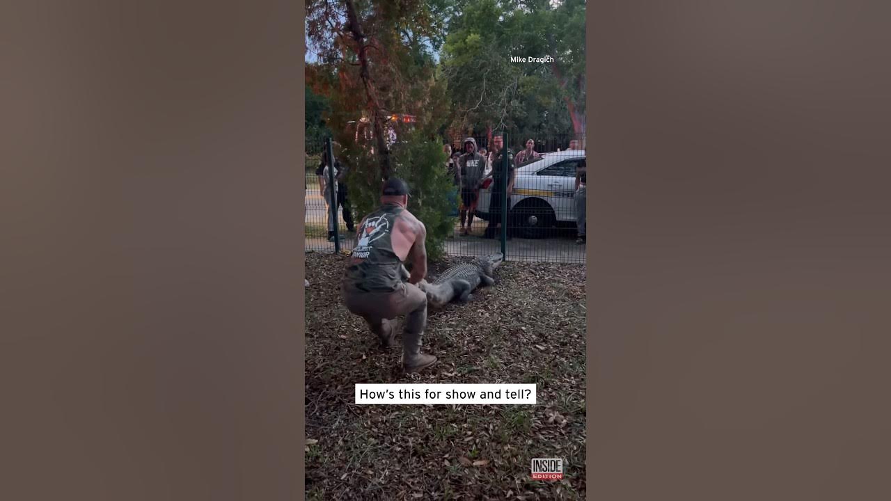 MMA Fighter Wrangles Alligator Off Florida School Grounds #shorts - YouTube