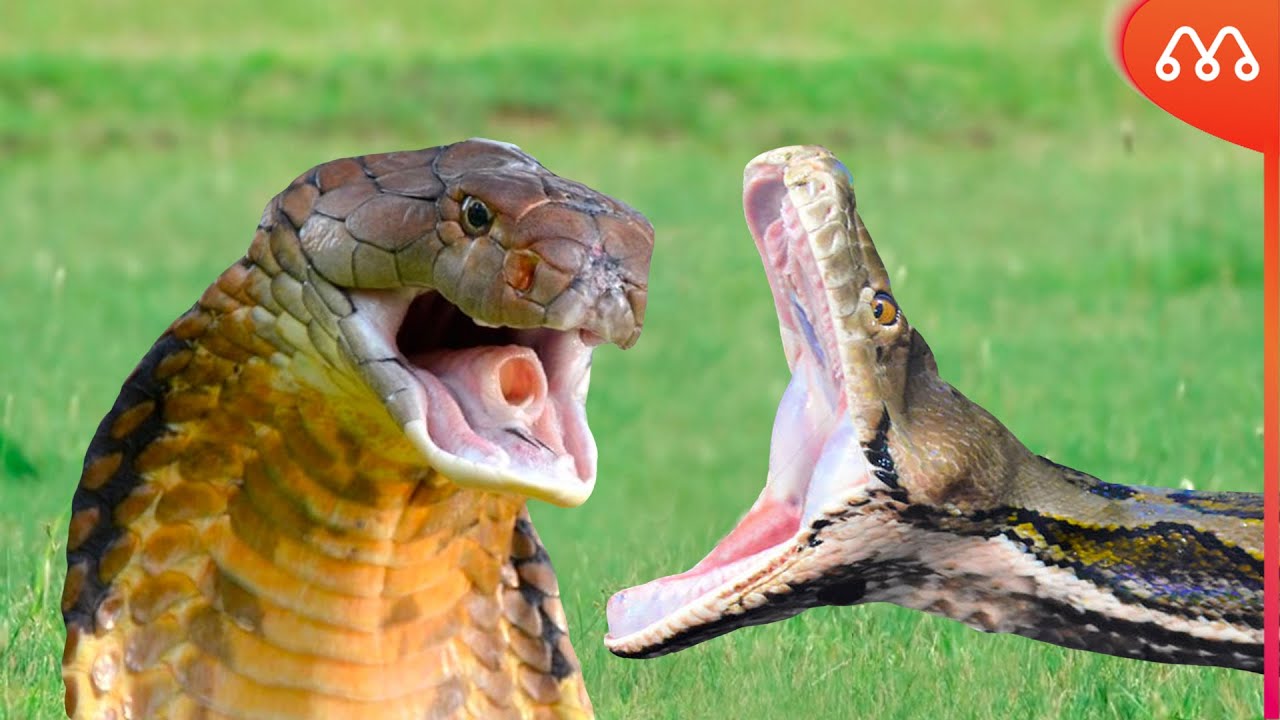 COBRA REAL vs PITON: QUEM VENCE ESSA LUTA? King cobra vs Python - YouTube