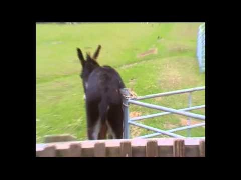 Derpy Donkey