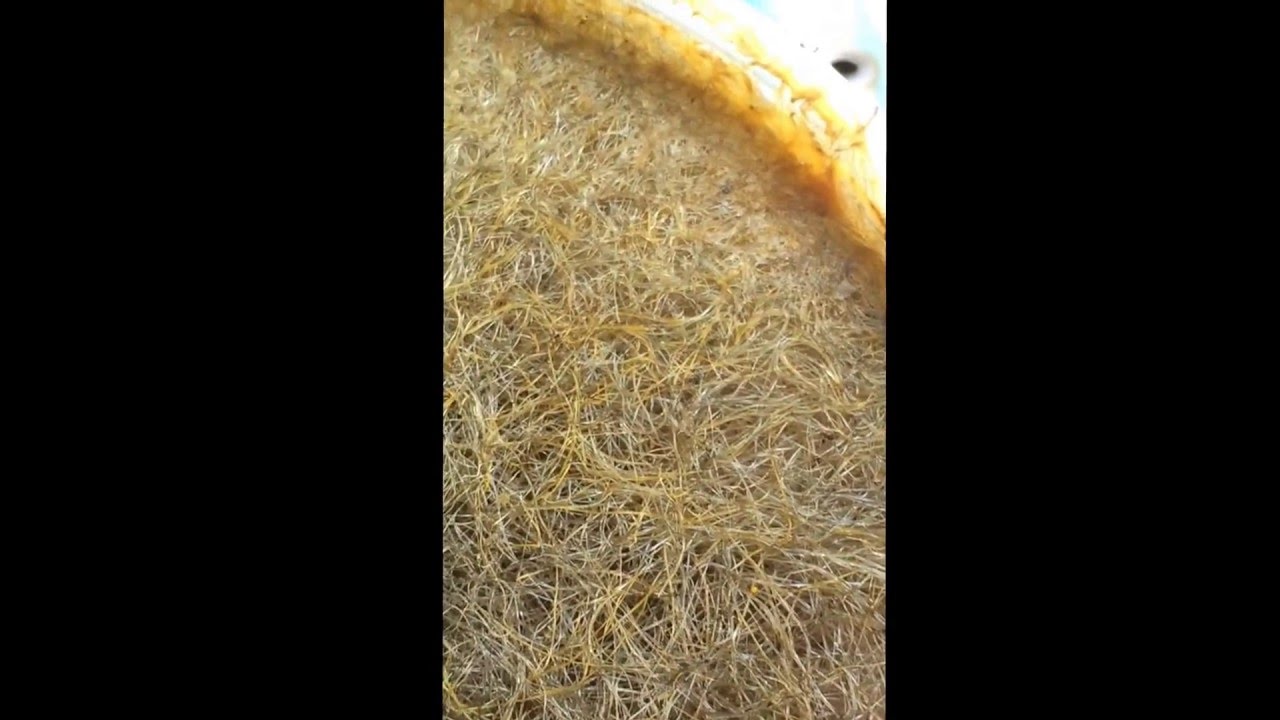 Gross out moldy old food in back of fridge YULKIE hairy green spoiled ...