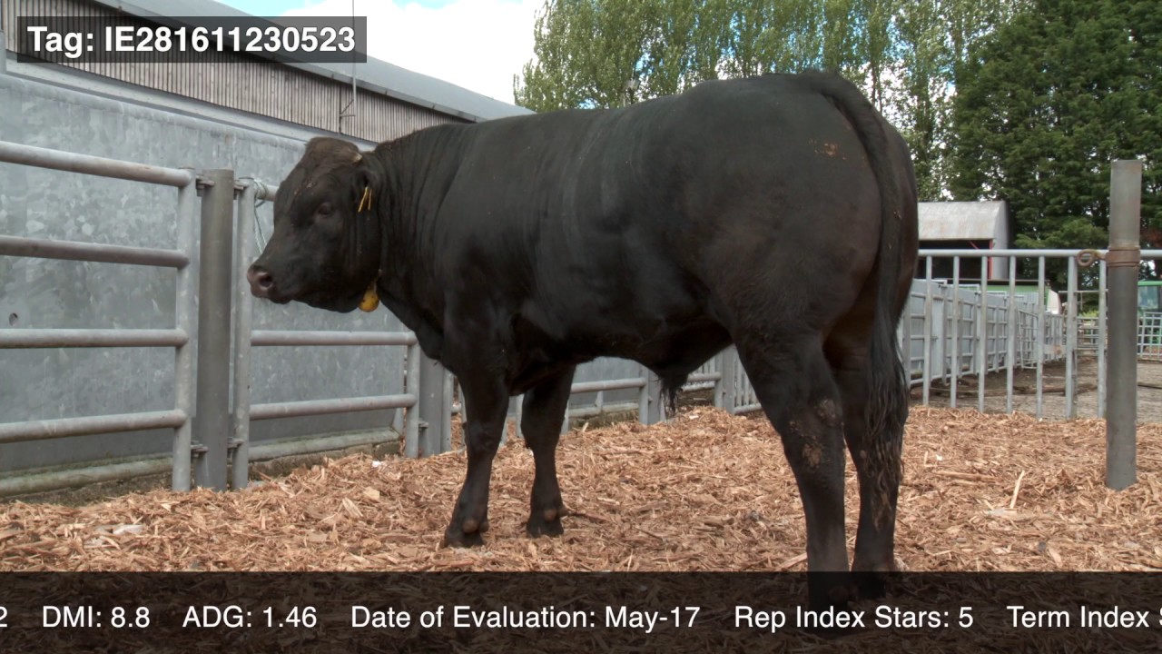 Lennon Frosty FTY Progeny Video - YouTube