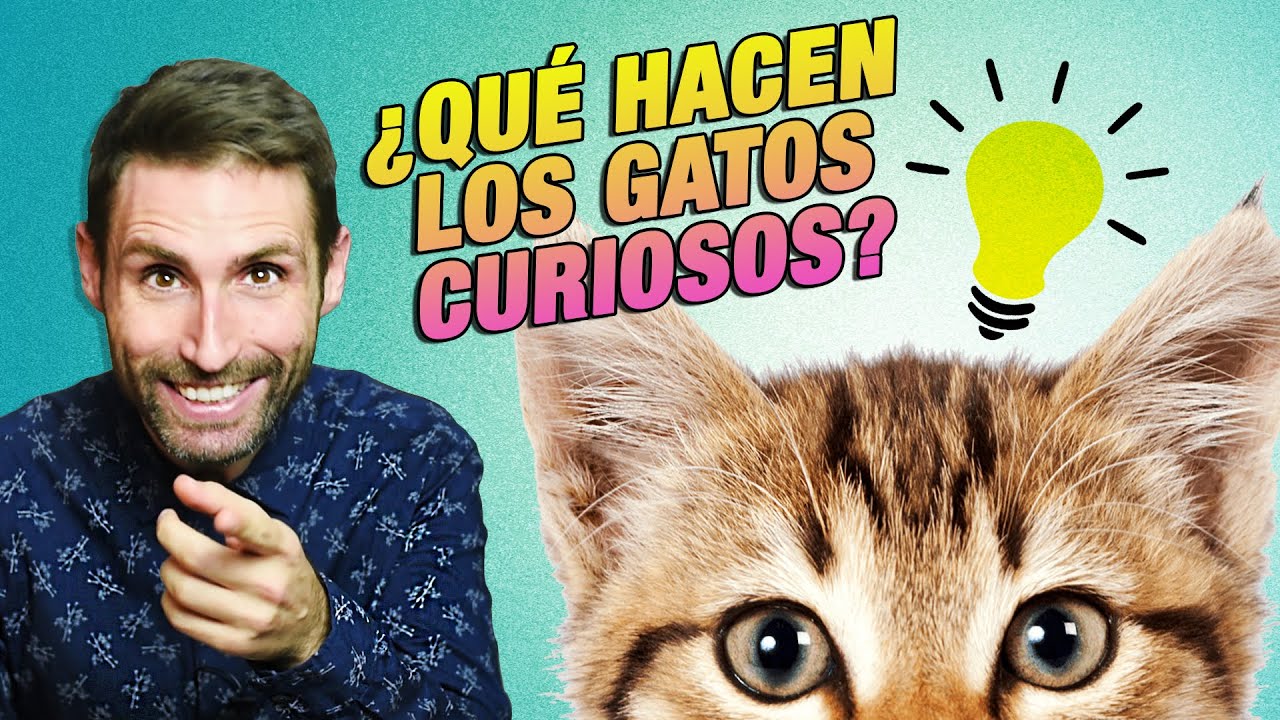 COMPORTAMIENTOS de GATOS CURIOSOS explicados😼| ¿Por qué TIRA COSAS 🥤al ...