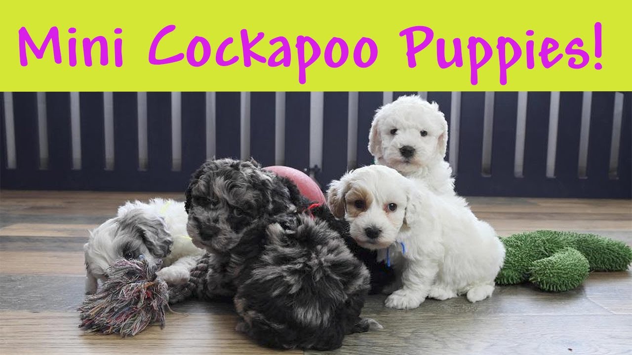 Mini Cockapoo Puppies Playtime at the Ranch! - YouTube