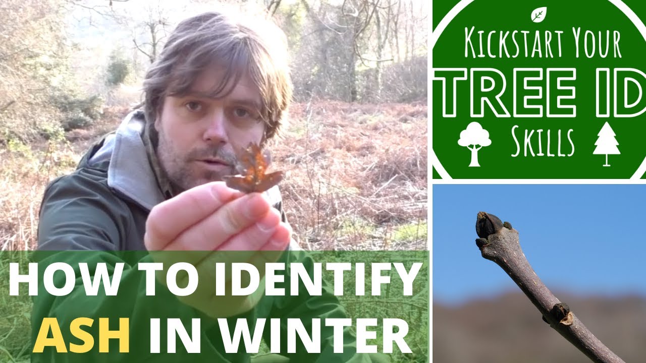 How To Identify Ash in Winter - YouTube