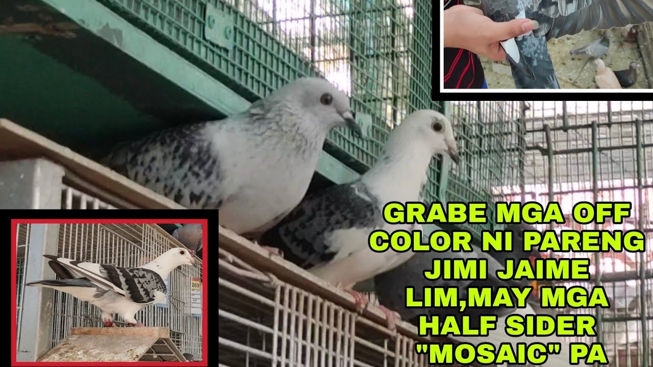 NASA MANSION NG MGA IBON NI PARENG JIMI JAIME LIM NANMAN SI BAIT NAG ...