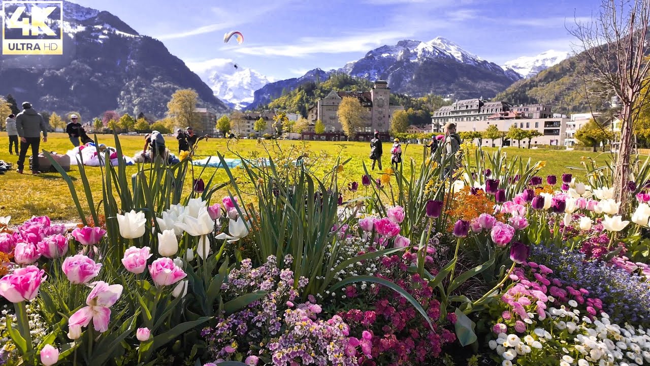 Spring Magic in Switzerland, Interlaken 🇨🇭 Blossoms and Alpine Views 4K ...