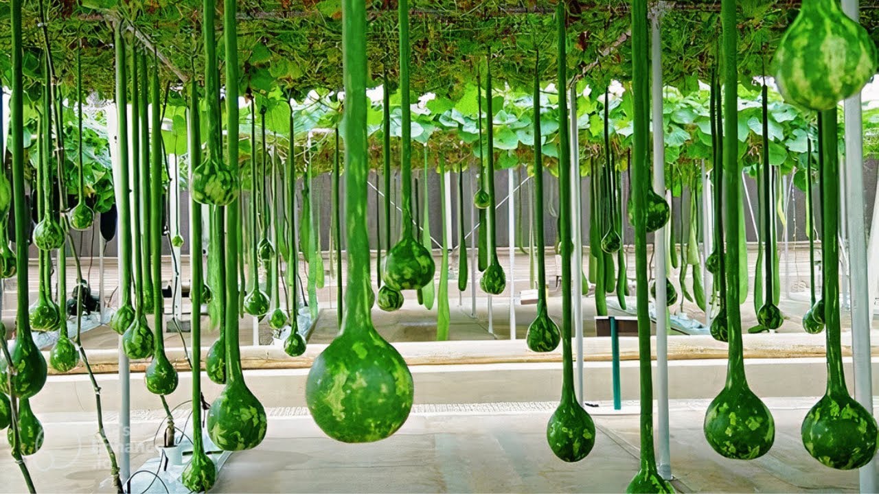 How Grows The Most Expensive Watermelon in The World Japanese Black ...