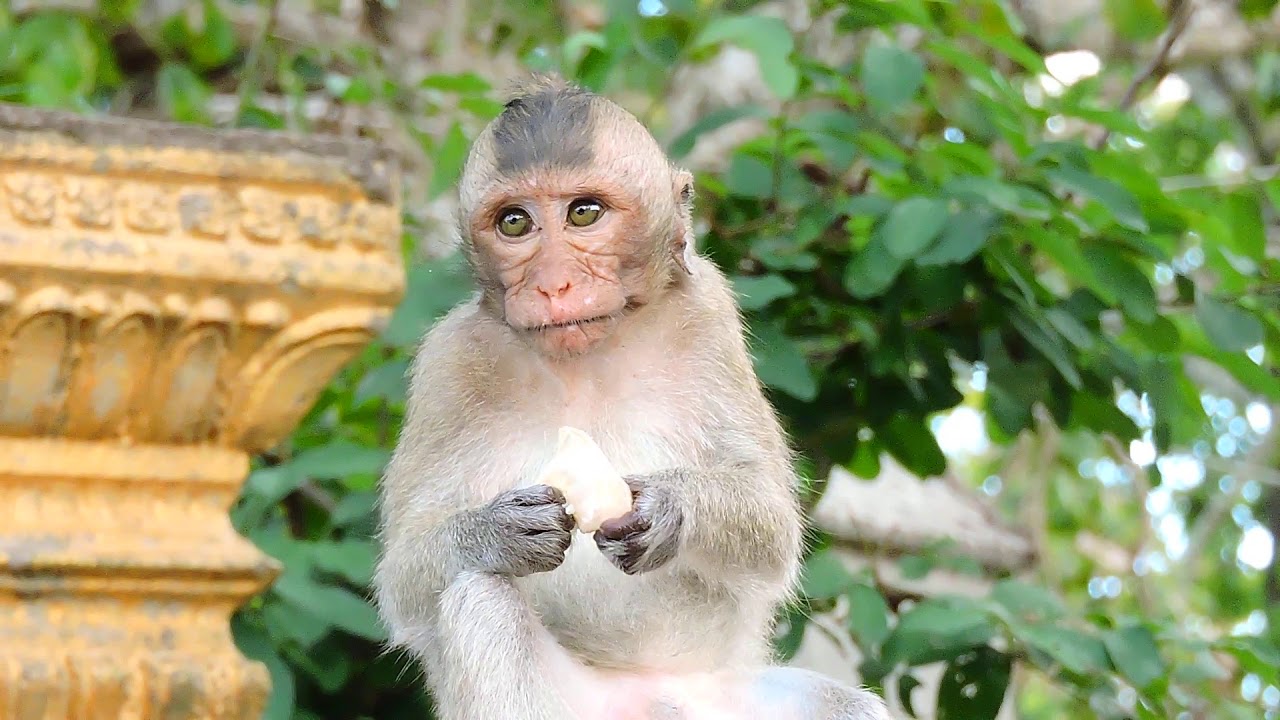 Sweetie Little Monkey Emily Look Very Lovely - YouTube