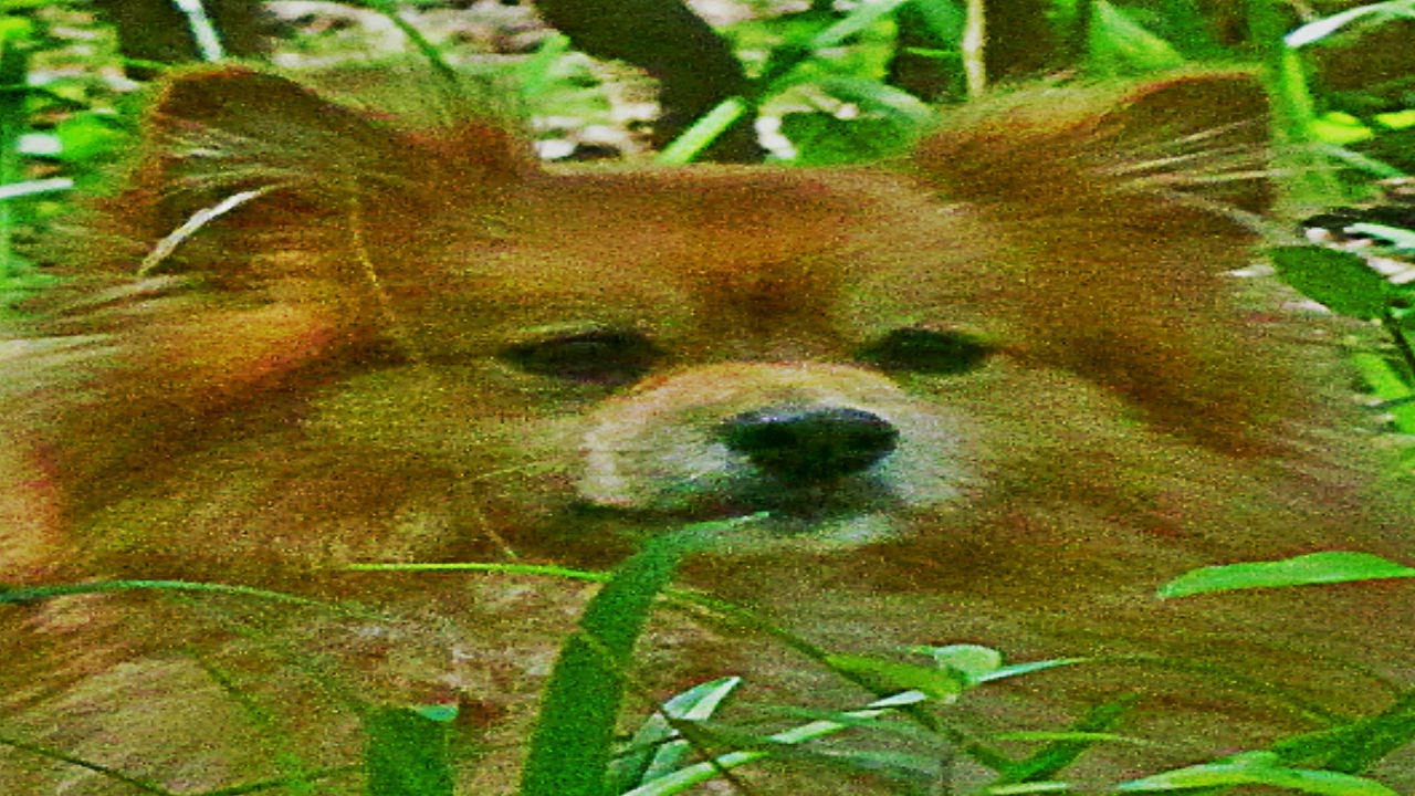 Fat Pom Get's Worn Out - YouTube