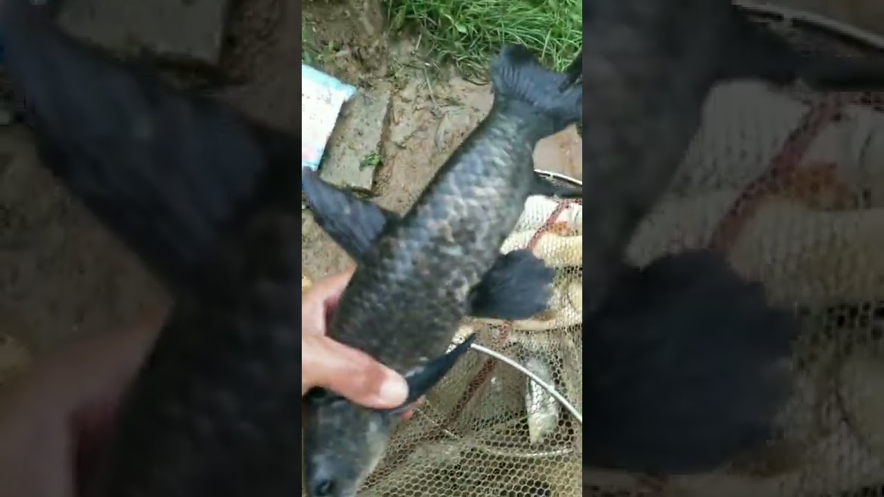 Fishing video|| Village boy catching fish - YouTube