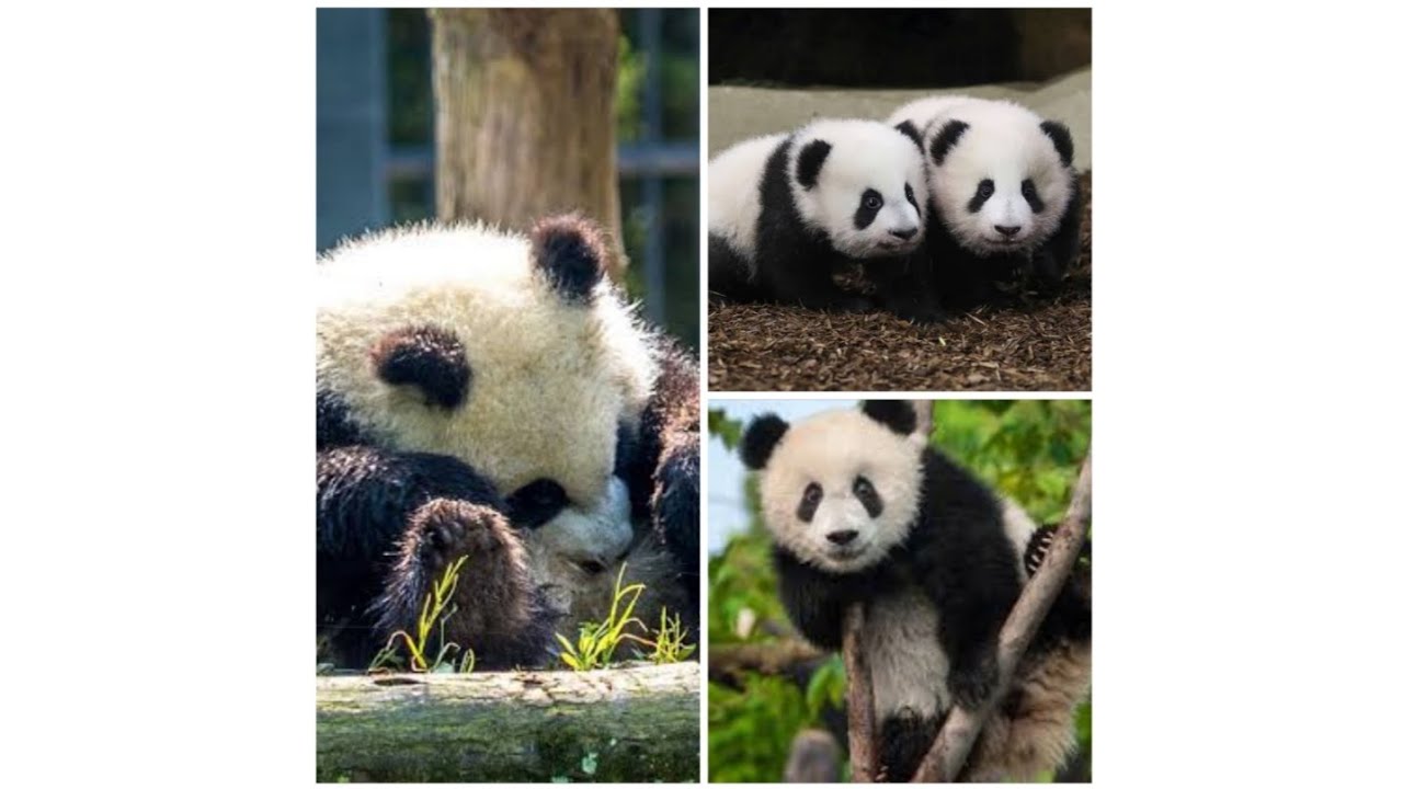 pandas funny panda pushes brother down panda rolling playing # ...