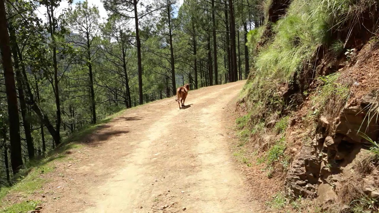 Chasing a Cow, Funny ! - YouTube