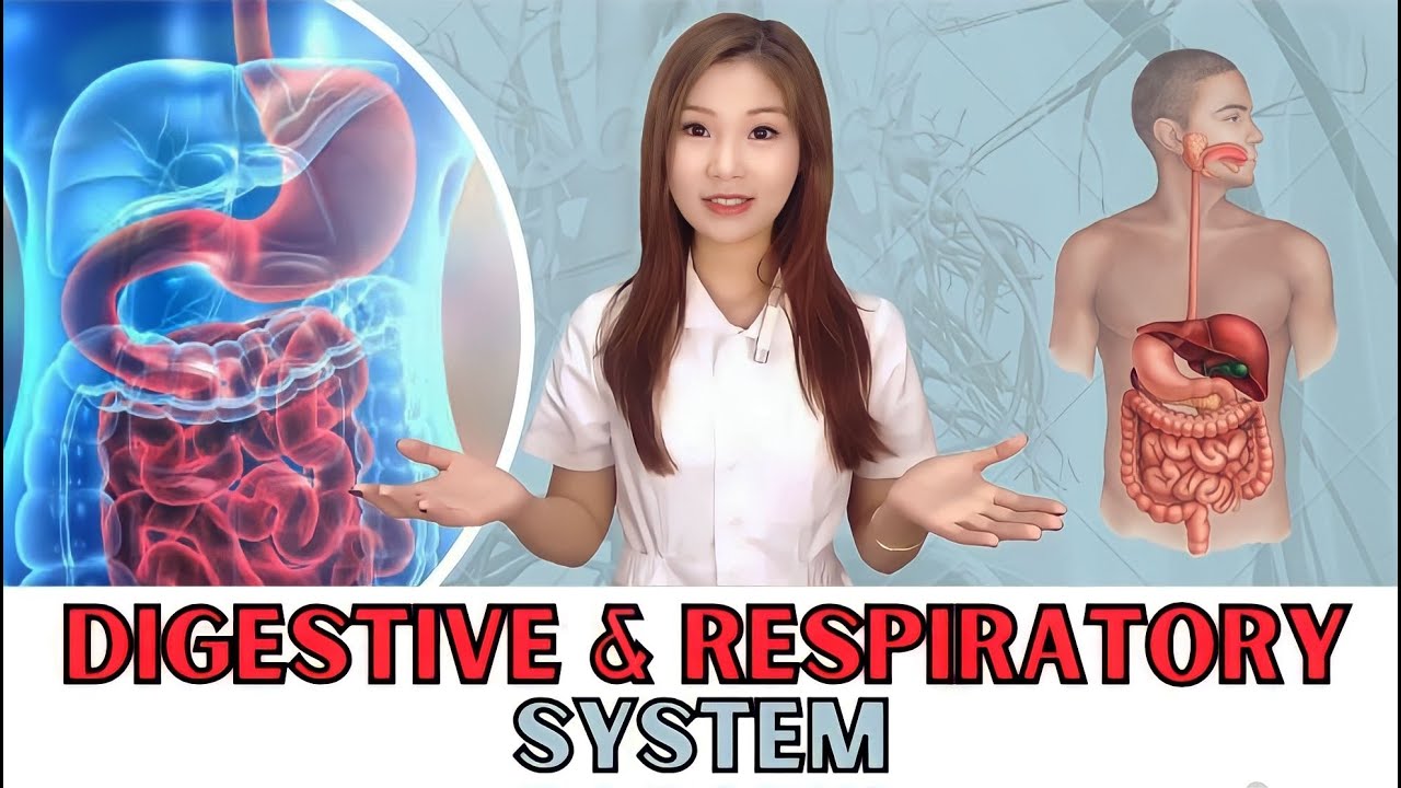 Watch and Learn About Digestive and Respiratory Systems in Chinese ...