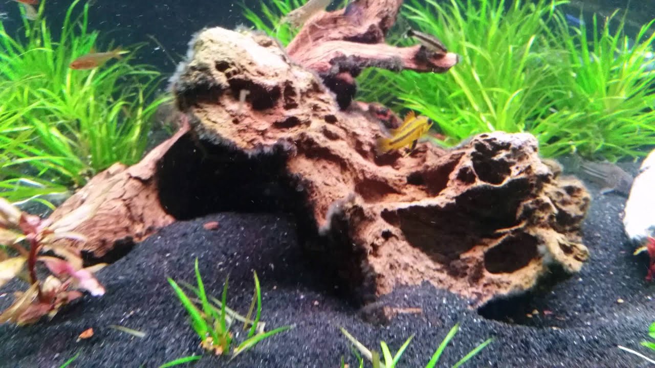 Fish cave 2 - YouTube