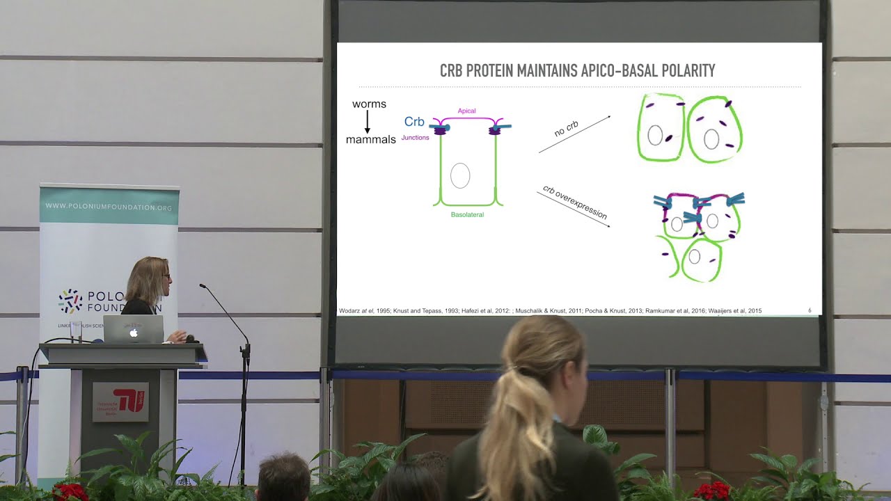 SPP Berlin 2018: Anna Bajur (Max Planck Institute) - Coordinating cell ...