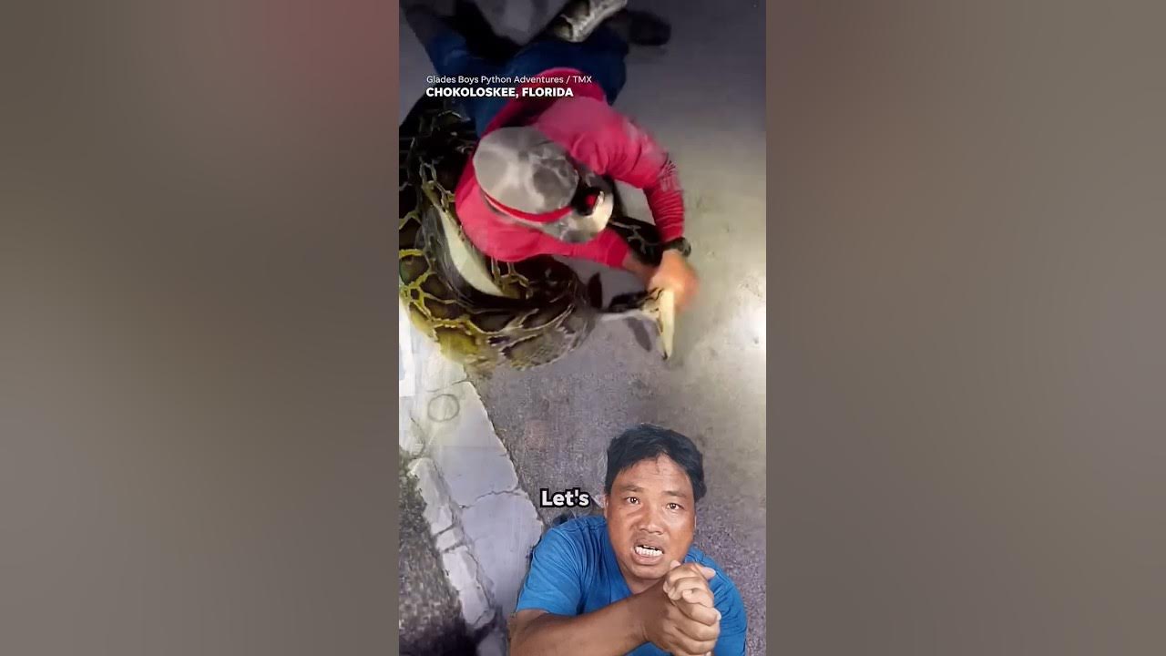 Python hunters wrestle 19-foot-long record-breaking snake #Shorts# ...