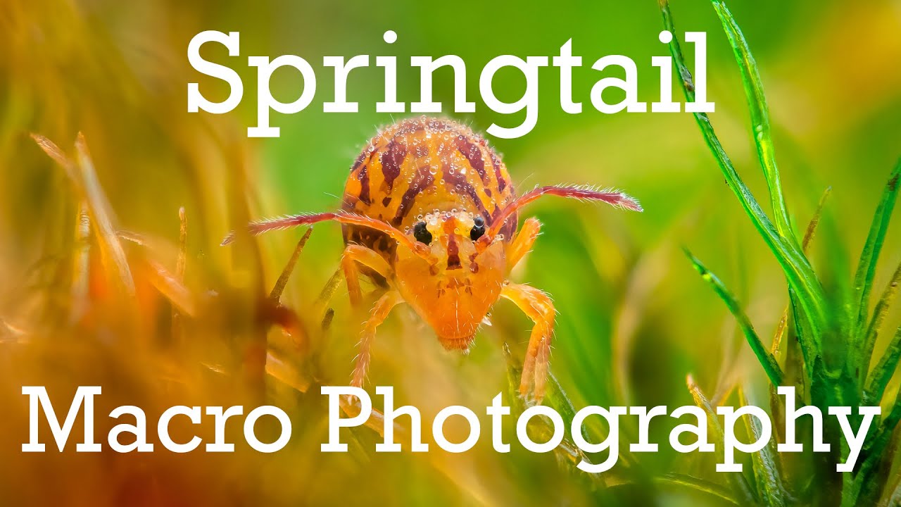 My Best Springtail Macro Photos - YouTube