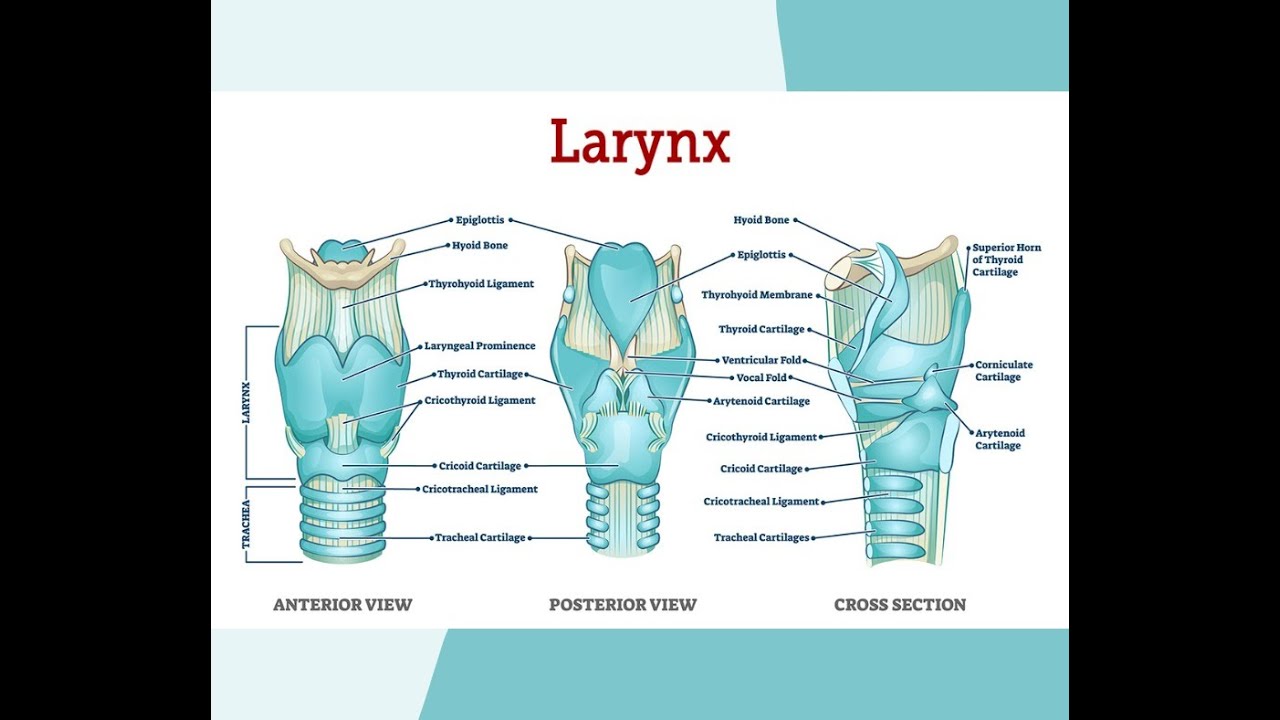 Exploring the Human Larynx//A Model of Voice and Speech Production ...