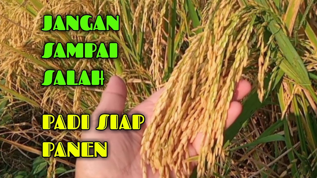 MAU TAHU?CIRI-CIRI PADI YANG SIAP PANEN - YouTube