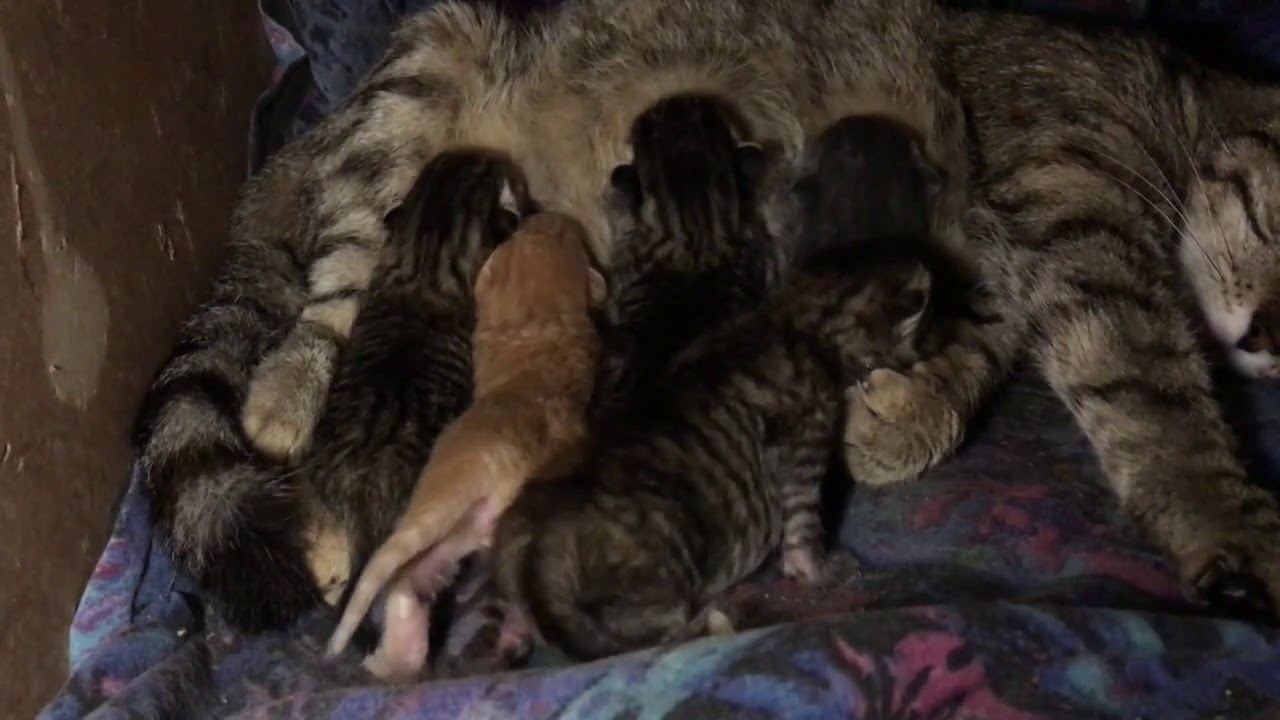 Cute Little Kittens for Adoption-Dallas Cat Lady - YouTube