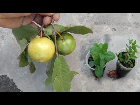 Easy Grow Guava seeds from Guava at home // Guava seeds germinations ...