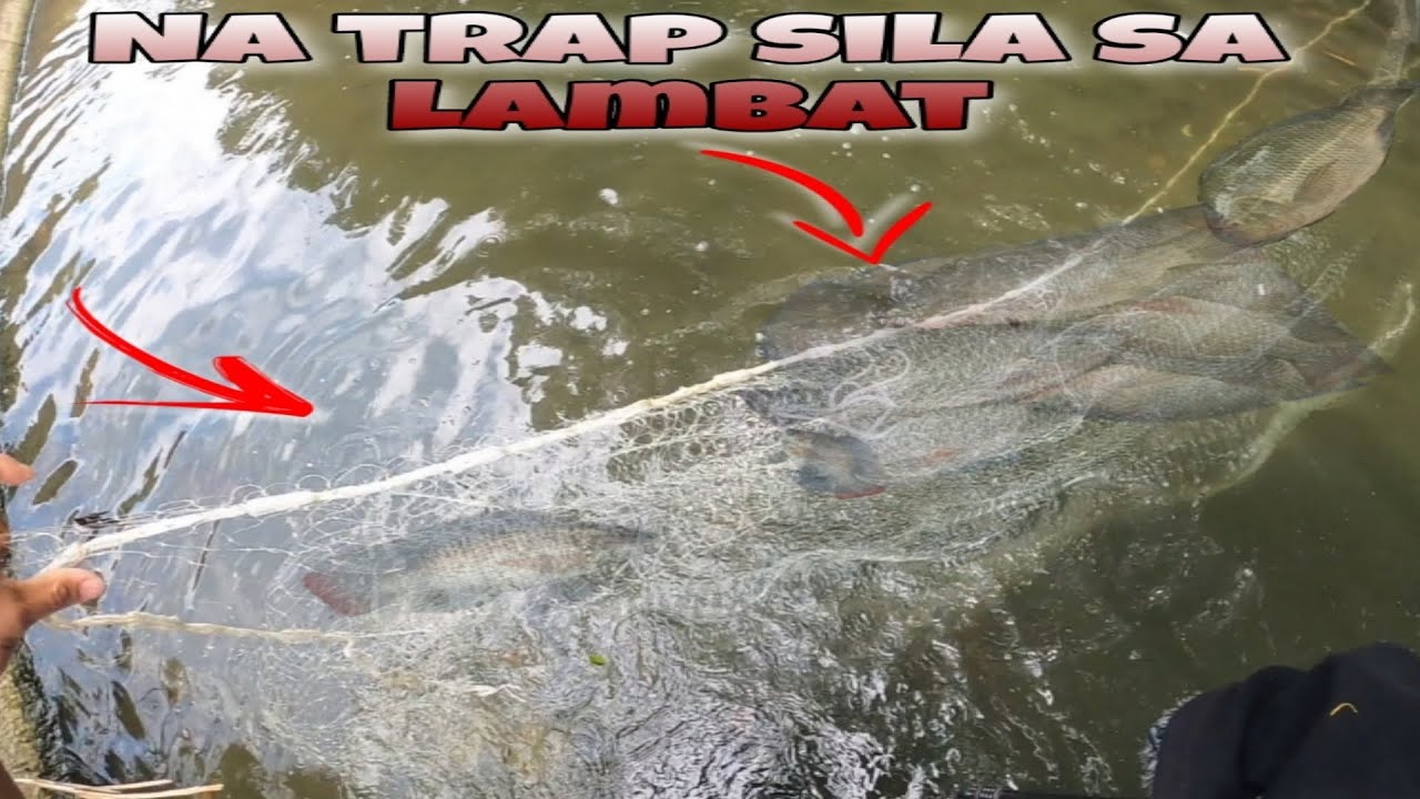NA TRAP ANG MALALAKING TILAPIA SA LAMBAT - YouTube
